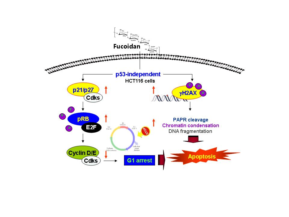 Marine Drugs | Free Full-Text | Induction of p53-Independent Apoptosis and G1 Cell Cycle Arrest ...