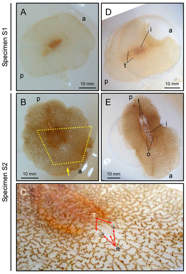 TTX-Bearing Planocerid Flatworm (Platyhelminthes: Acotylea) in the ...