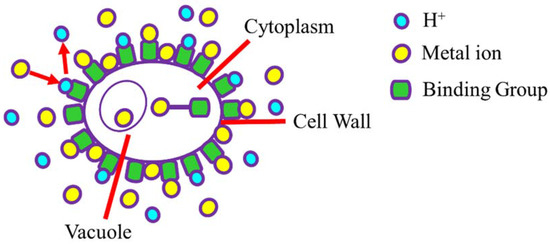 Biosorption: An Interplay between Marine Algae and Potentially Toxic Elements—A Review