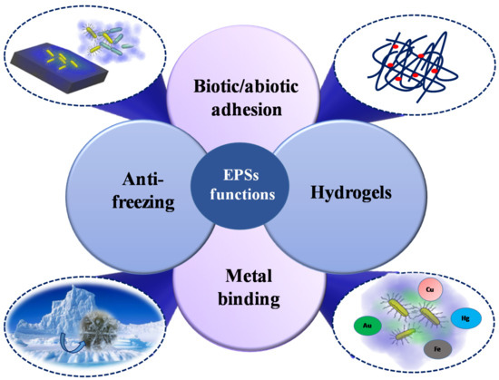 Exopolysaccharides from Marine and Marine Extremophilic Bacteria ...