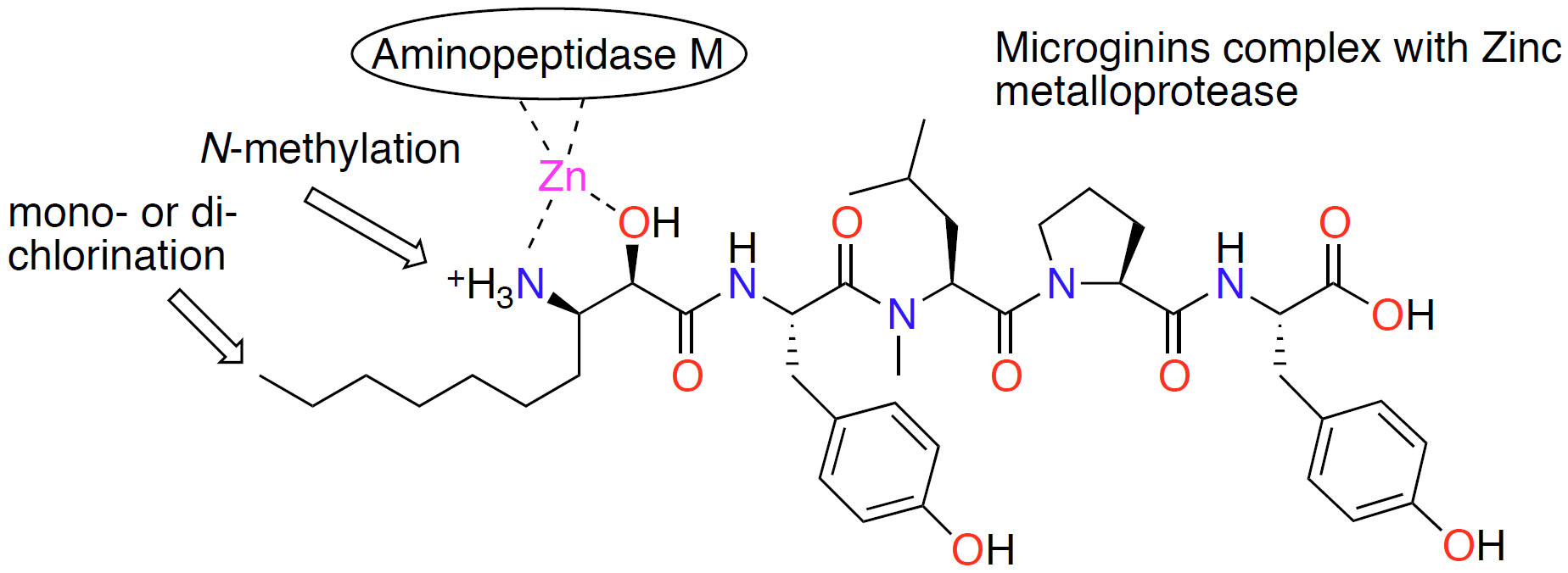 Marine Drugs | Free Full-Text | Microginins from a Microcystis sp ...