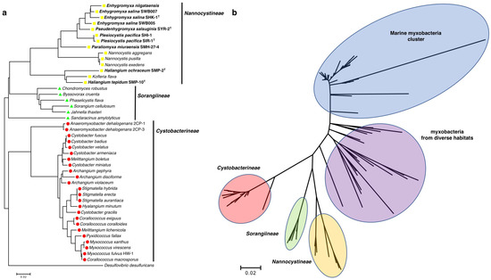 Marine Myxobacteria: A Few Good Halophiles