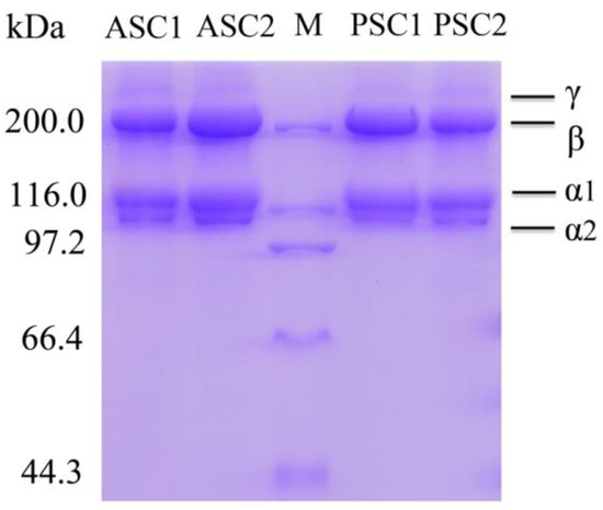 Physicochemical Properties and Biocompatibility Evaluation of Collagen ...
