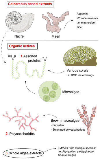 Bioactive Compounds from Marine Organisms: Potential for Bone Growth ...