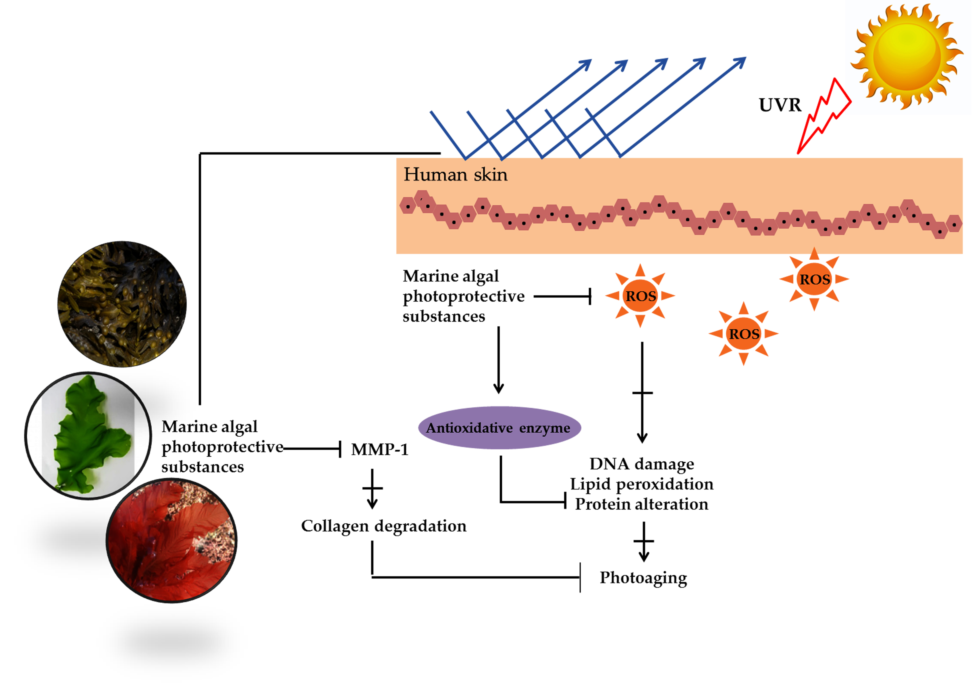Marine Drugs Free Full Text Photoprotective Substances Derived From