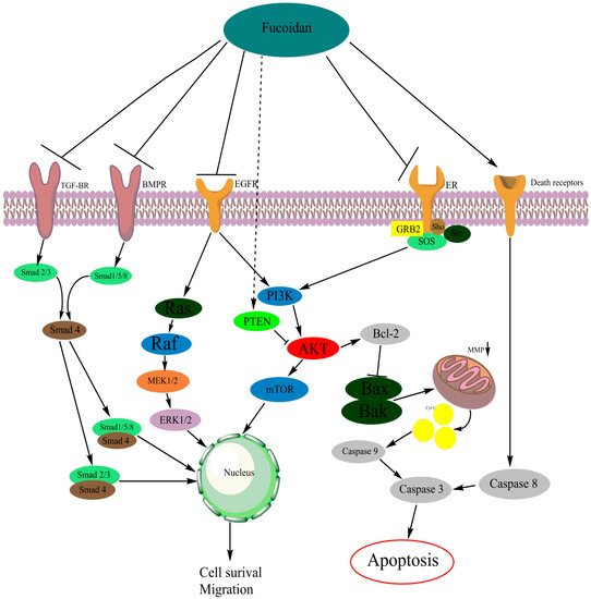 Marine Drugs Free Full Text Fucoidan Structure And Activity In