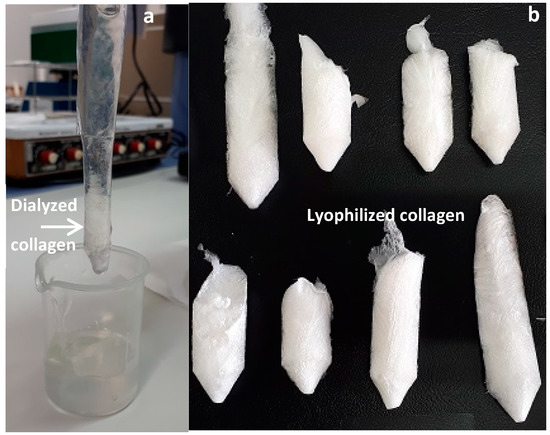 Collagen Extraction Optimization from the Skin of the Small-Spotted ...