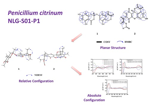Marine Drugs Free Full Text Citrinin Monomer And Dimer Derivatives