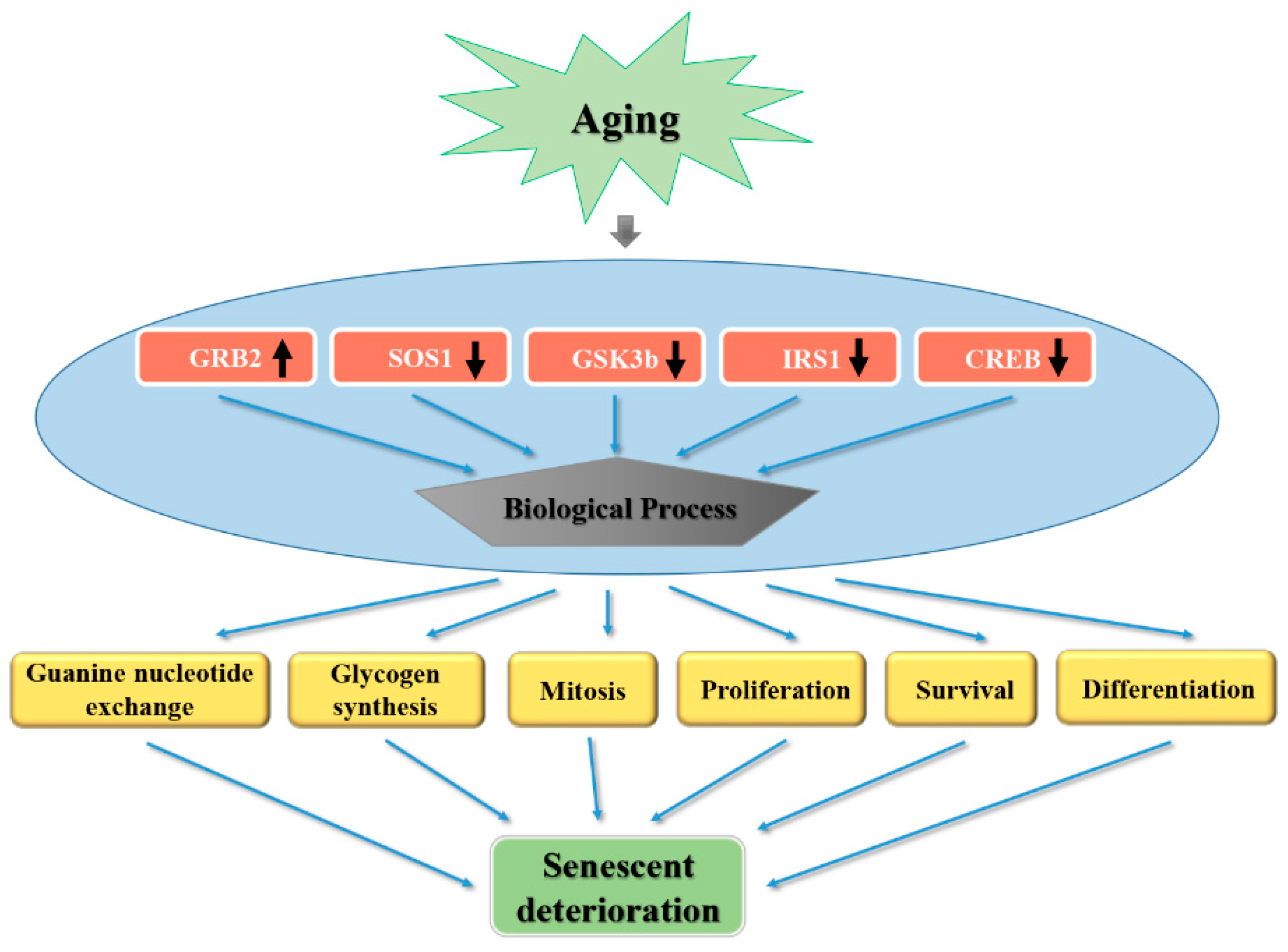 Fucoidan–Fucoxanthin Ameliorated Cardiac Function via IRS1/GRB2/ SOS1 ...