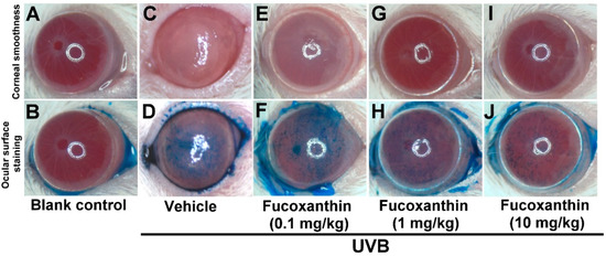 Protective Effects of Fucoxanthin on Ultraviolet B-Induced Corneal ...