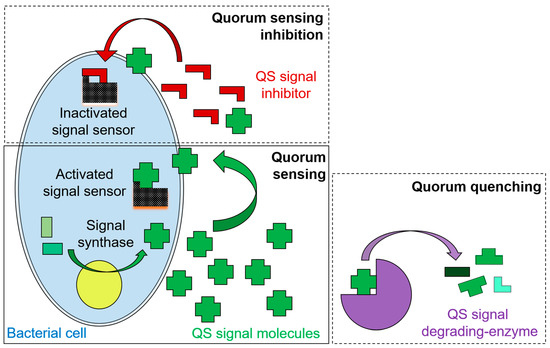 Marine Drugs | Special Issue : Quorum Quenching Agents: Exploring ...