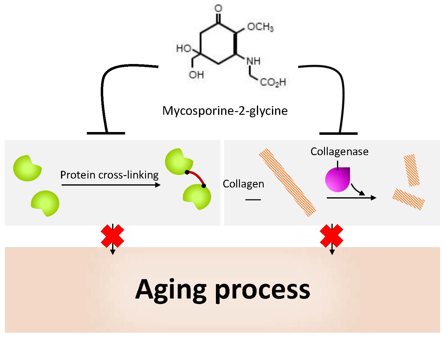 Marine Drugs | Free Full-Text | Antioxidative, Anti-Inflammatory, and ...