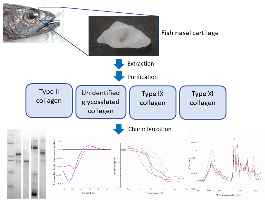 Marine Drugs | Free Full-Text | Isolation and Characterisation of Major ...