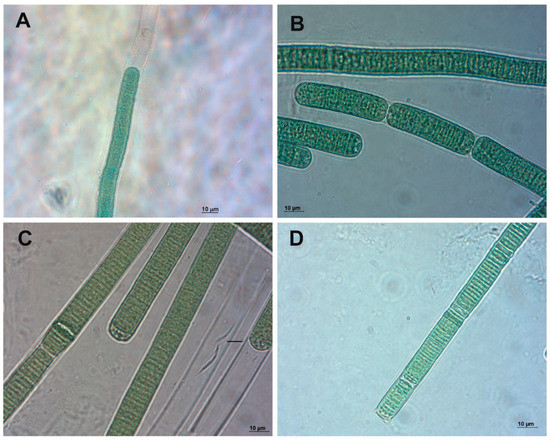 The Biosynthesis of Rare Homo-Amino Acid Containing Variants of ...