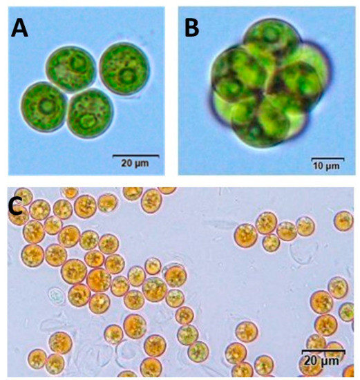 Nutrient Deprivation-Associated Changes in Green Microalga Coelastrum ...