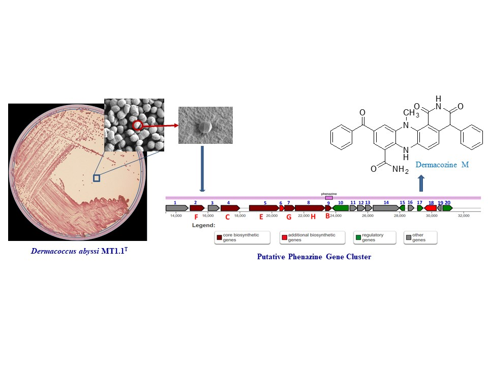 Marine Drugs | Free Full-Text | Whole Genome Sequence of Dermacoccus ...