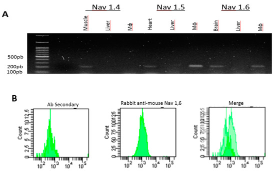 Neosaxitoxin Inhibits the Expression of Inflammation Markers of the M1 ...
