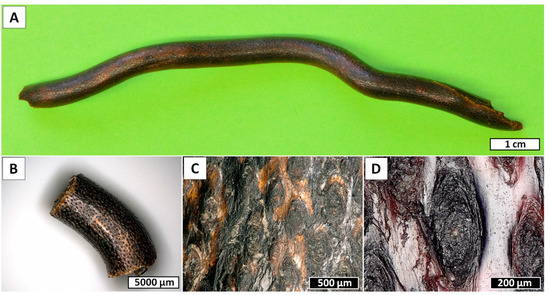 Electrochemical Approach for Isolation of Chitin from the Skeleton of ...