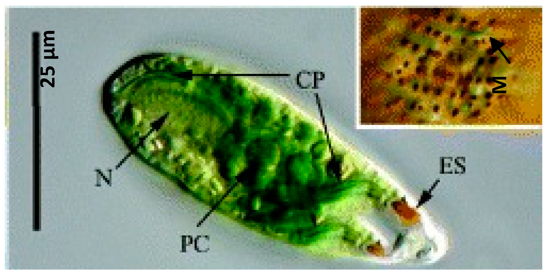 Euglena Under Microscope Labeled