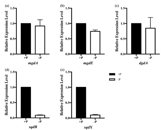 Glyceroglycolipid Metabolism Regulations under Phosphate Starvation ...
