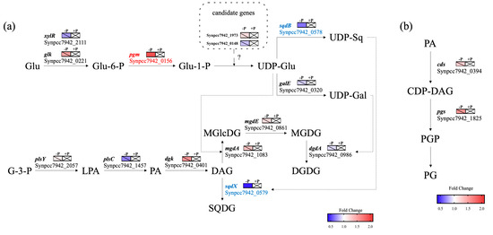 Glyceroglycolipid Metabolism Regulations under Phosphate Starvation ...