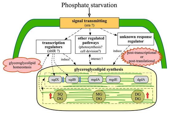 Glyceroglycolipid Metabolism Regulations under Phosphate Starvation ...