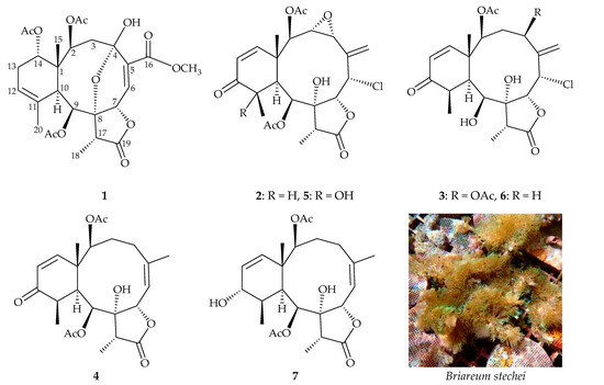 Briarenols Q–T: Briaranes from A Cultured Octocoral Briareum stechei ...