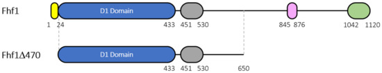Functional Characterization of a New GH107 Endo-α-(1,4)-Fucoidanase ...