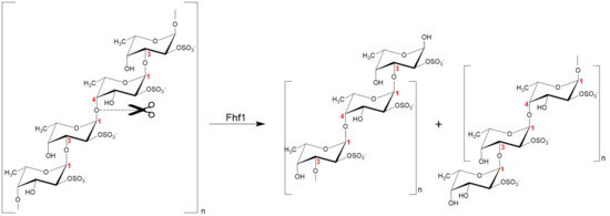Functional Characterization of a New GH107 Endo-α-(1,4)-Fucoidanase ...