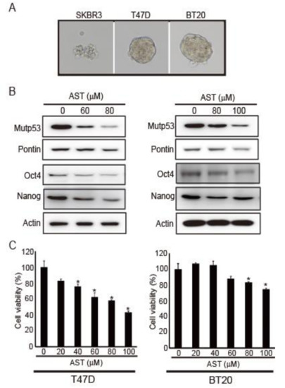 Marine Drugs | Free Full-Text | Astaxanthin Reduces Stemness Markers in ...