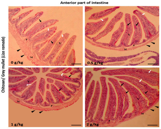 Marine-Derived Chitosan Nanoparticles Improved the Intestinal Histo ...