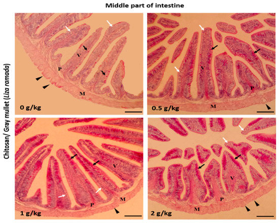 Marine-Derived Chitosan Nanoparticles Improved the Intestinal Histo ...