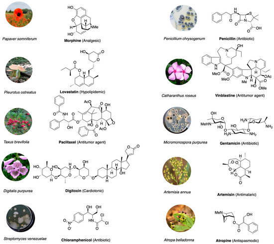 Marine Anticancer Agents: An Overview with a Particular Focus on Their ...
