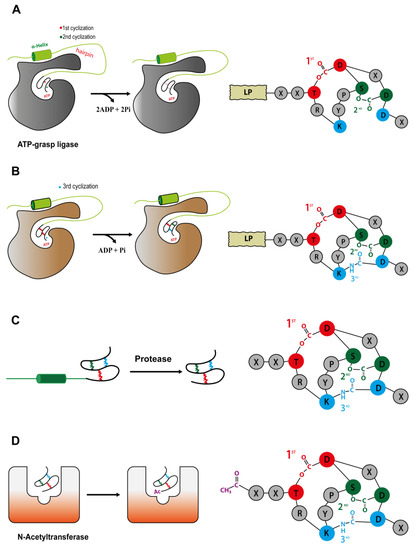 Current Knowledge on Microviridin from Cyanobacteria