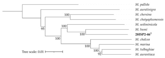 A New Micromonospora Strain with Antibiotic Activity Isolated from the ...