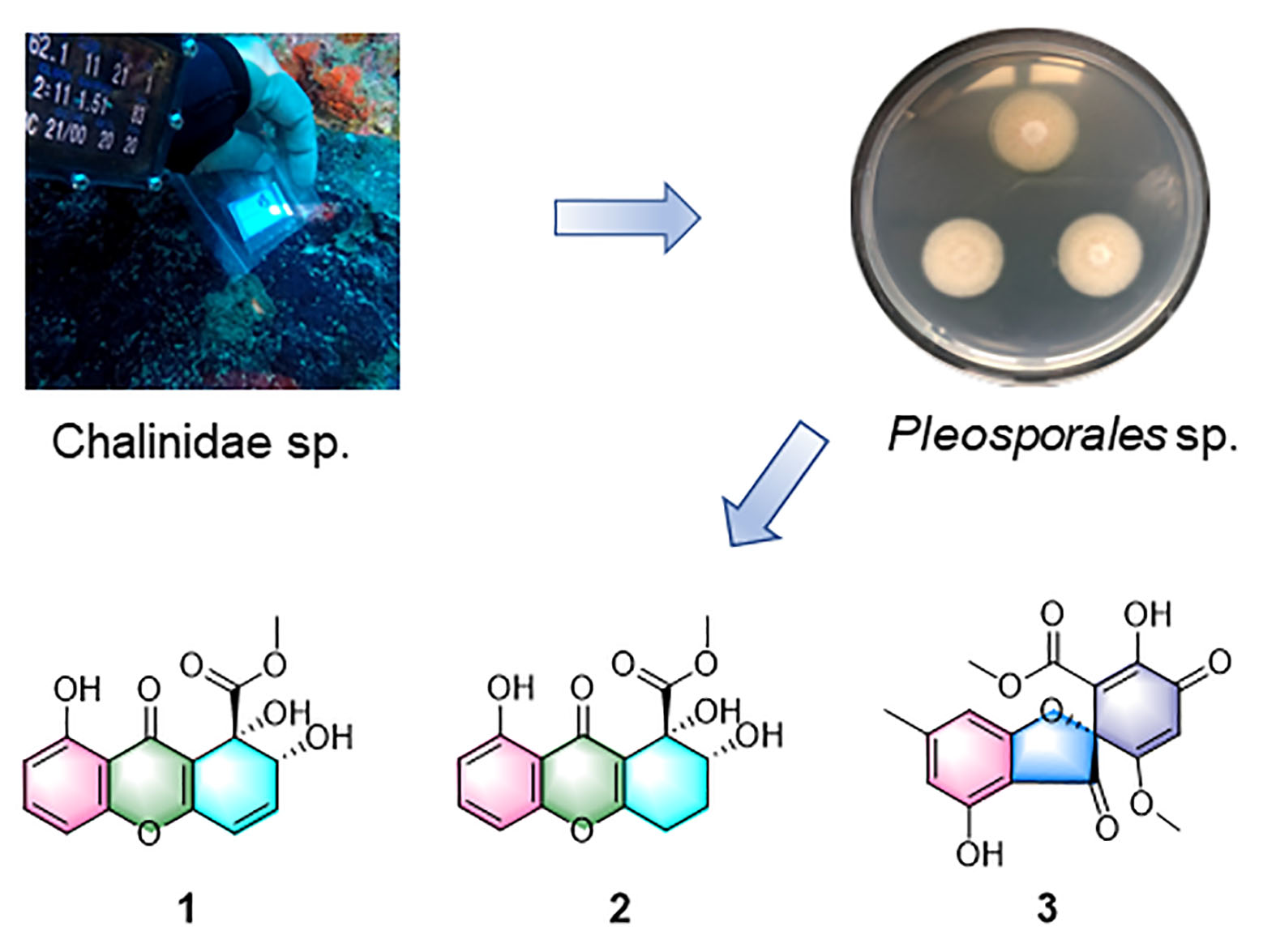 Marine Drugs Free Full Text Cytotoxic Polyketide Metabolites From A