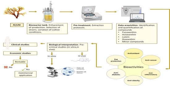 Marine Drugs | Free Full-Text | Xanthophylls from the Sea: Algae as ...