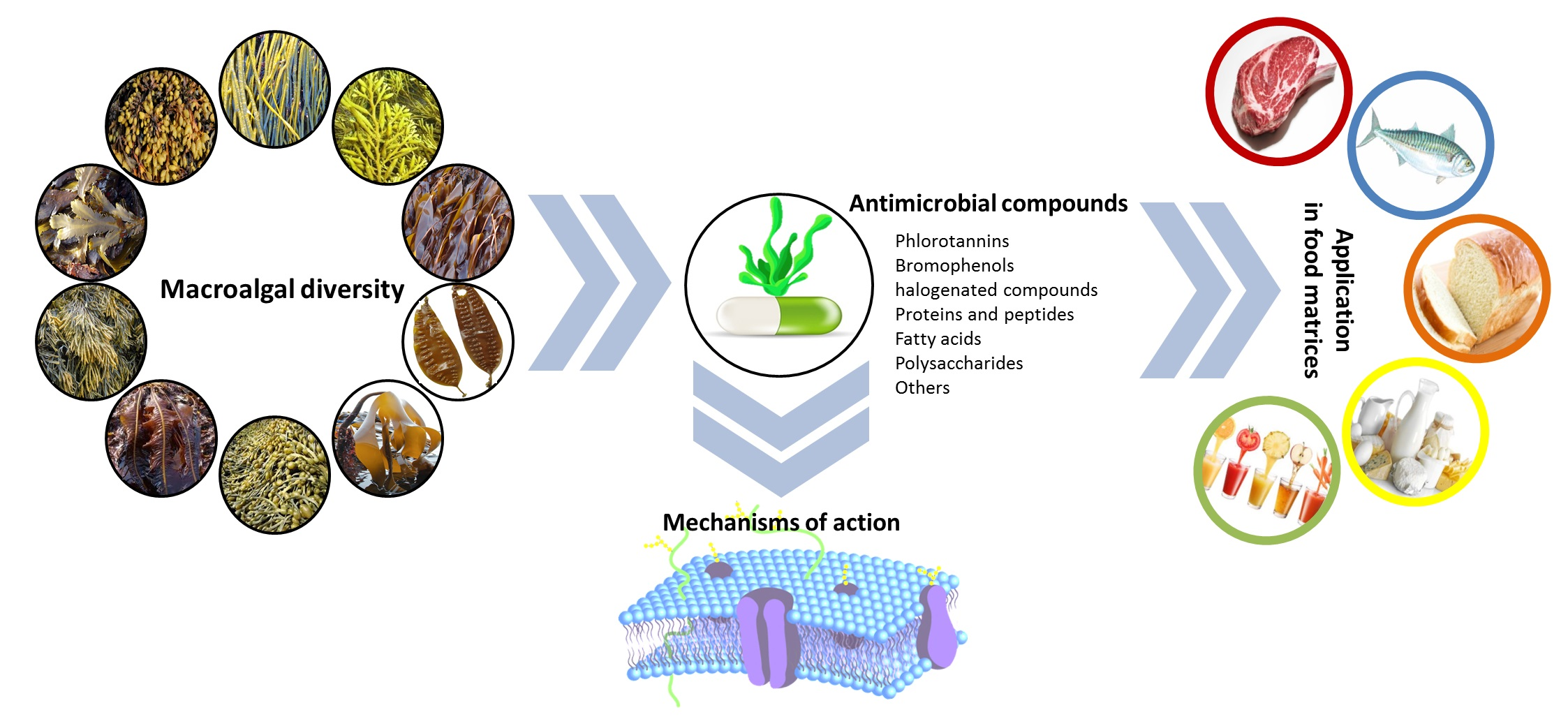 Antimicrobials from Seaweeds for Food Applications : r/ScientificNutrition