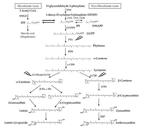 Enhancement of Xanthophyll Synthesis in Porphyra/Pyropia Species ...