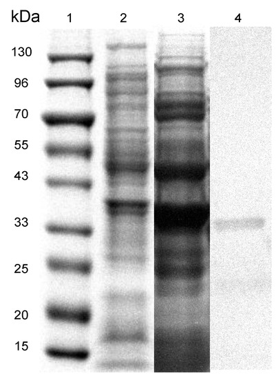 Marine-Source Quorum Quenching Enzyme YtnP to Improve Hygiene Quality ...