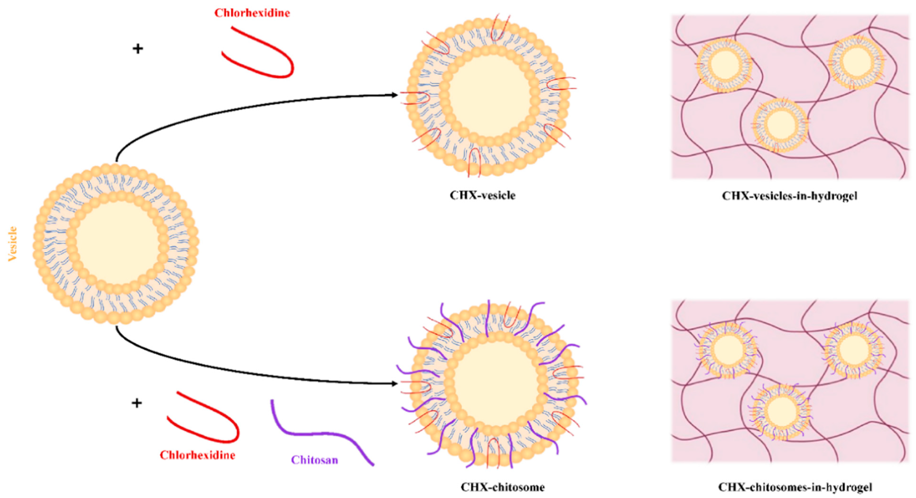 Marine Drugs | Free Full-Text | Chitosomes-In-Chitosan Hydrogel for ...