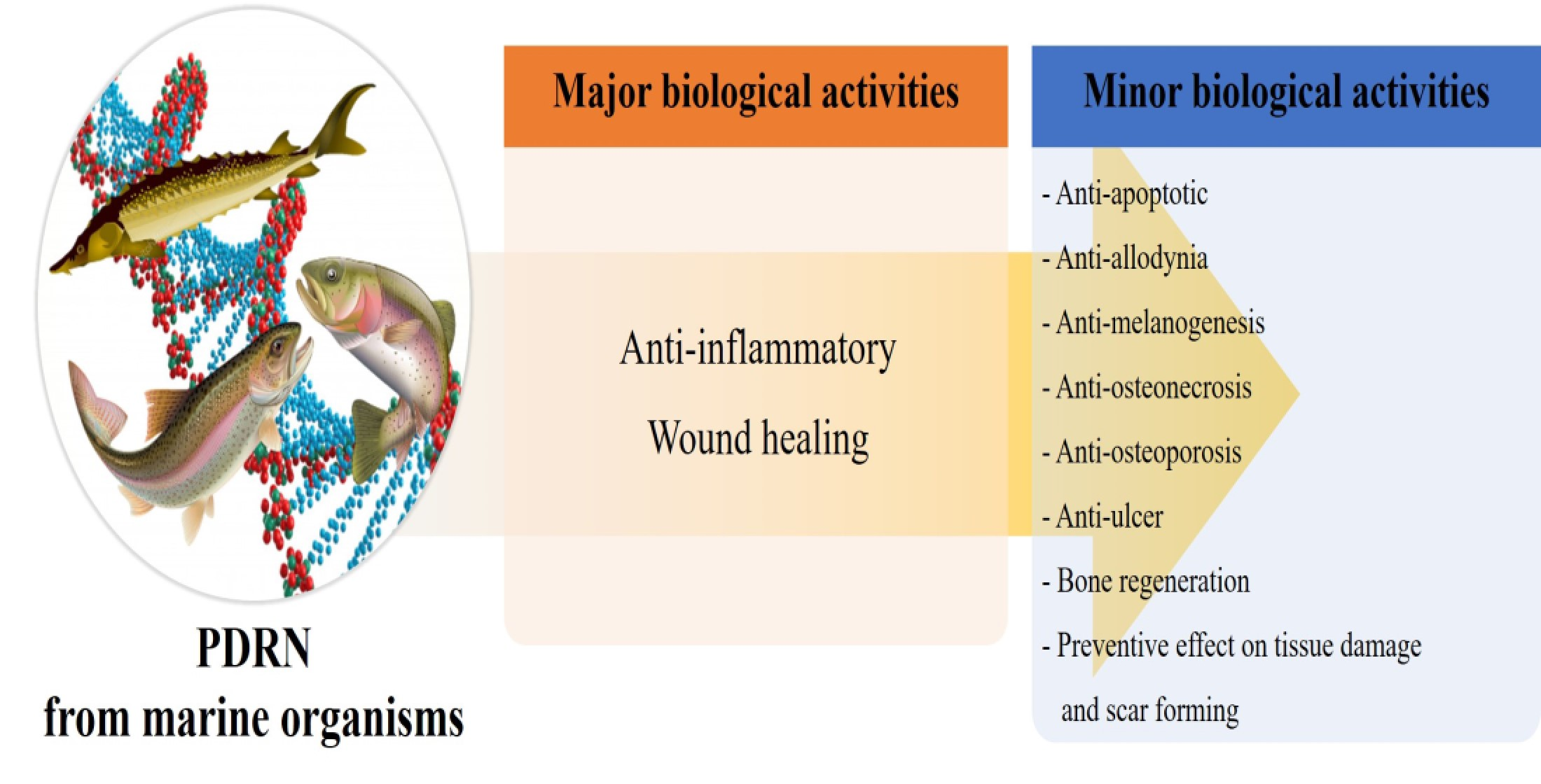 Marine Drugs Free Full Text Applications Of Marine Organism Derived