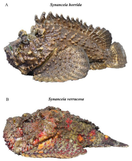 The Geographic Distribution, Venom Components, Pathology and Treatments of Stonefish (Synanceia ...