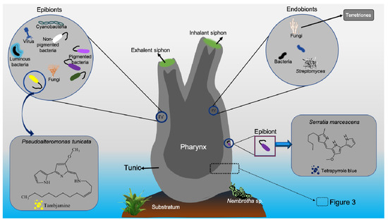 Marine Natural Products from Tunicates and Their Associated Microbes