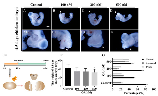 Okadaic Acid Exposure Induced Neural Tube Defects in Chicken (Gallus ...