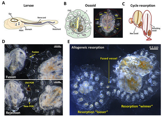 Botryllus schlosseri as a Unique Colonial Chordate Model for the Study ...