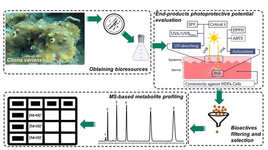 Marine Drugs | Free Full-Text | Cliona varians-Derived Actinomycetes as ...