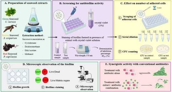 Marine Drugs | Free Full-Text | Seaweed Extracts: A Promising Source of ...