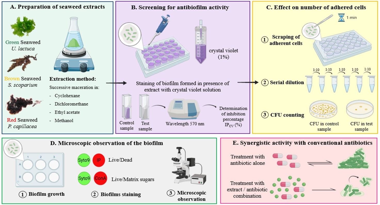 Marine Drugs | Free Full-Text | Seaweed Extracts: A Promising Source of ...