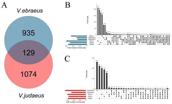 Comparative Venomics of the Cryptic Cone Snail Species Virroconus ...